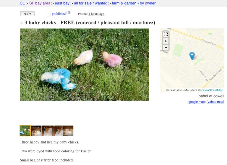 Dyed Baby Chicks Get Dumped After Easter | Diablo Reporter